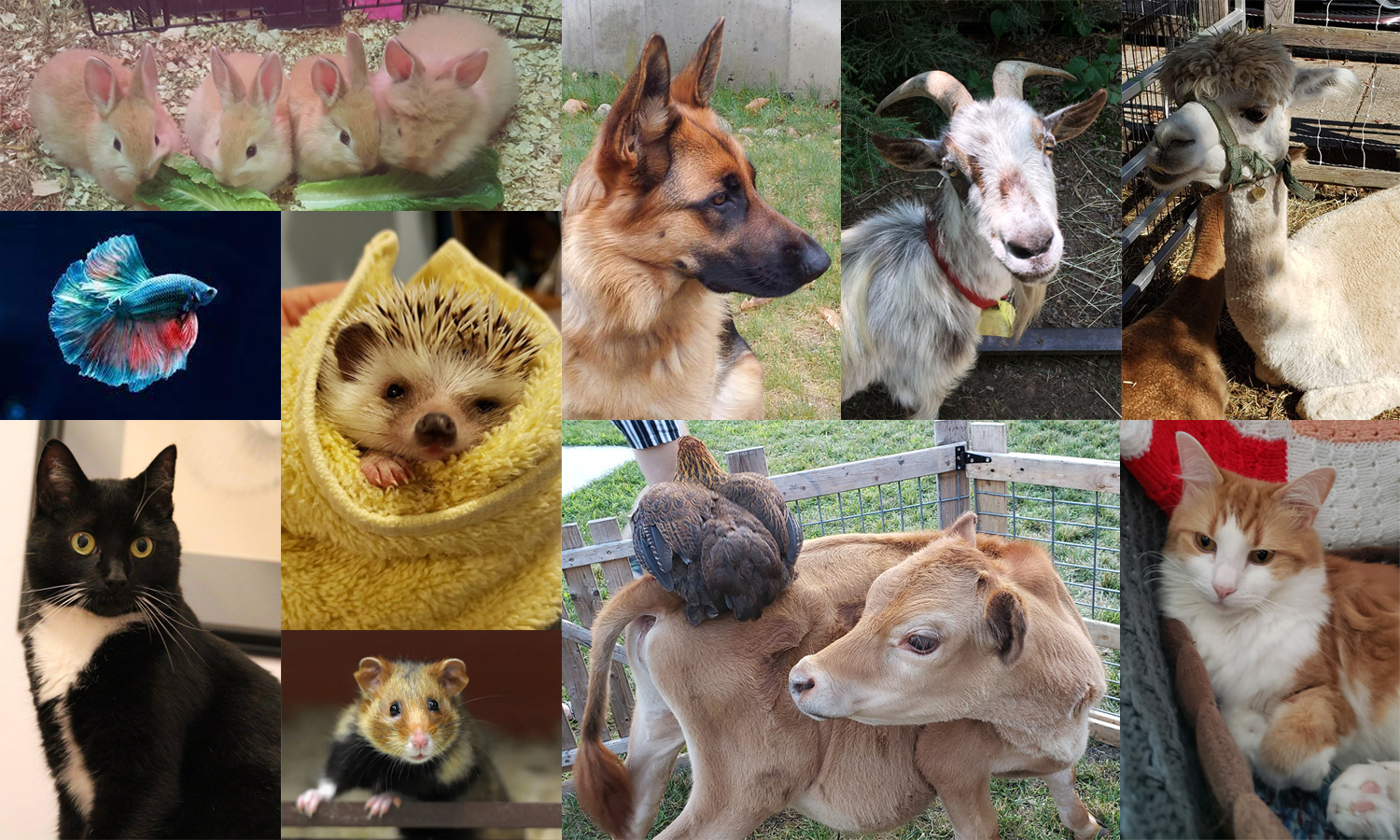 animalmontage – The Townsend Historical Society